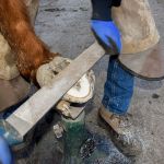 The Essential Role of A Farrier in Horse Care – Ride It Out