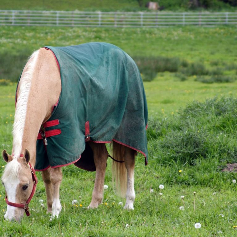 The Ultimate Guide to Horse Blankets: Types and When to Use Them – Ride ...