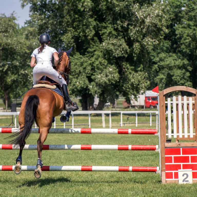 Unveiling the Distinctions Between Hunters and Jumpers in Horseback ...
