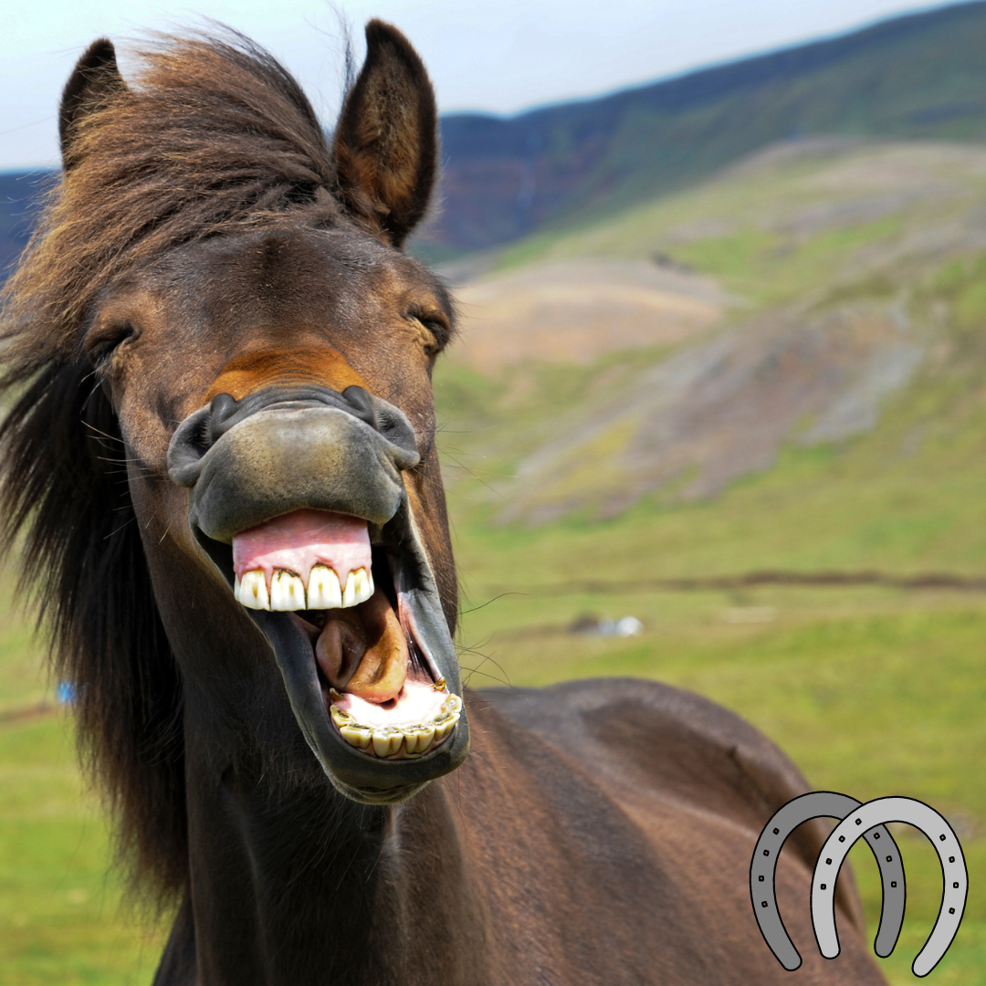 The Complete Guide to Braiding for Horses: Elevate Your Equine’s Style ...
